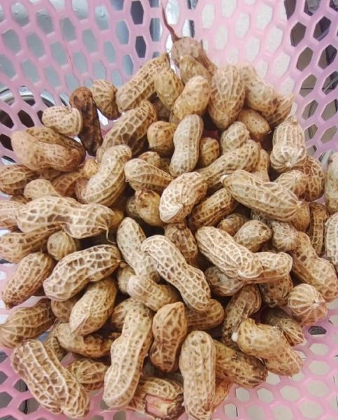 煮花生米多长时间_怎么判断熟没熟-第2张图片-山城妙识 煮花生米多长时间_怎么判断熟没熟-第2张图片-山城妙识