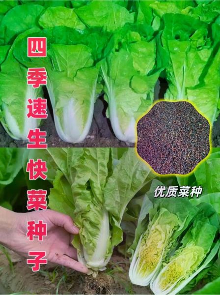 快菜的功效与作用禁忌_哪些人不能吃快菜-第2张图片-山城妙识 快菜的功效与作用禁忌_哪些人不能吃快菜-第2张图片-山城妙识