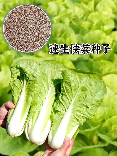 快菜的功效与作用禁忌_哪些人不能吃快菜-第1张图片-山城妙识 快菜的功效与作用禁忌_哪些人不能吃快菜-第1张图片-山城妙识