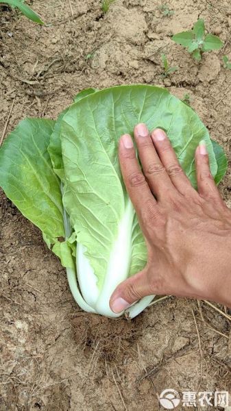 快菜的功效与作用禁忌_哪些人不能吃快菜-第3张图片-山城妙识 快菜的功效与作用禁忌_哪些人不能吃快菜-第3张图片-山城妙识