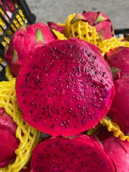 火龙果图片大全大图真实_火龙果怎么挑选才甜-第2张图片-山城妙识 火龙果图片大全大图真实_火龙果怎么挑选才甜-第2张图片-山城妙识