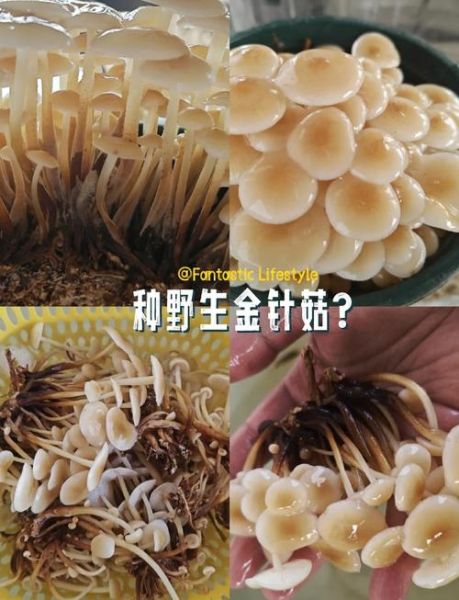 金针菇怎么种_家庭种金针菇的方法-第1张图片-山城妙识 金针菇怎么种_家庭种金针菇的方法-第1张图片-山城妙识
