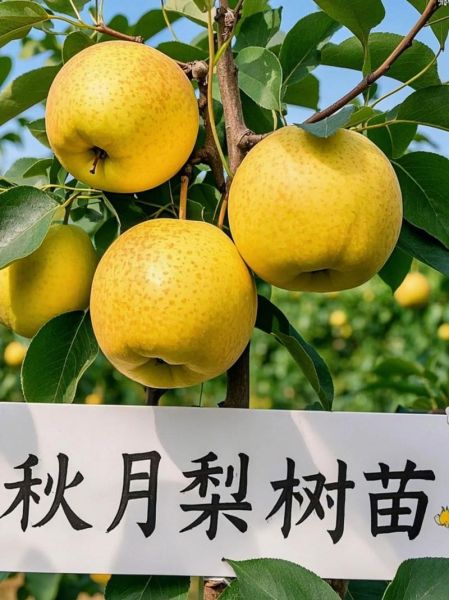 秋月梨产地是哪里_正宗秋月梨产自哪个省-第3张图片-山城妙识