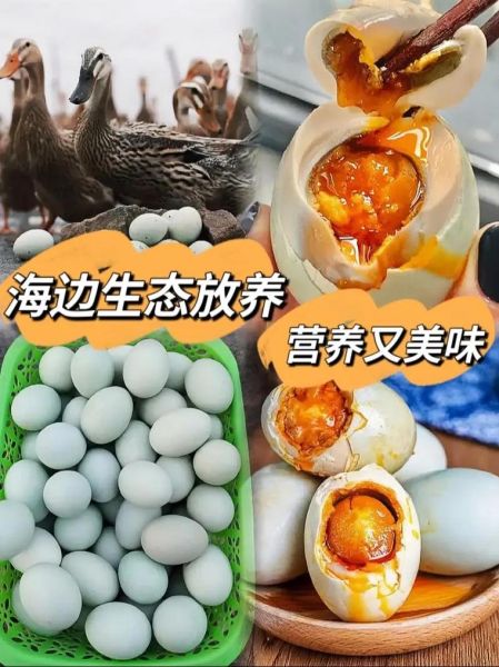 海鸭蛋是什么_海鸭蛋和普通鸭蛋区别-第3张图片-山城妙识 海鸭蛋是什么_海鸭蛋和普通鸭蛋区别-第3张图片-山城妙识