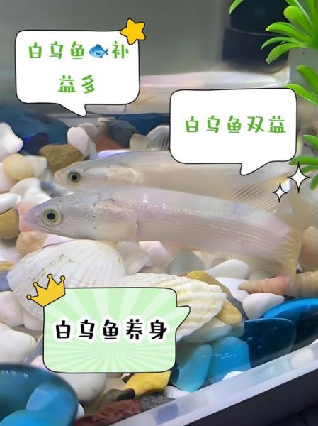 白乌鱼的功效与作用_白乌鱼适合什么人吃-第1张图片-山城妙识