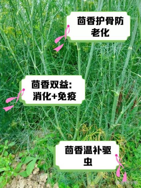 茴香的功效与作用_孕妇能吃茴香吗-第1张图片-山城妙识