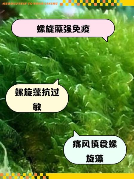 螺旋藻的功效与作用有哪些_螺旋藻怎么吃效果最好-第3张图片-山城妙识