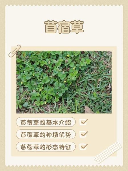 野苜蓿的功效与作用_野苜蓿怎么吃最好-第2张图片-山城妙识