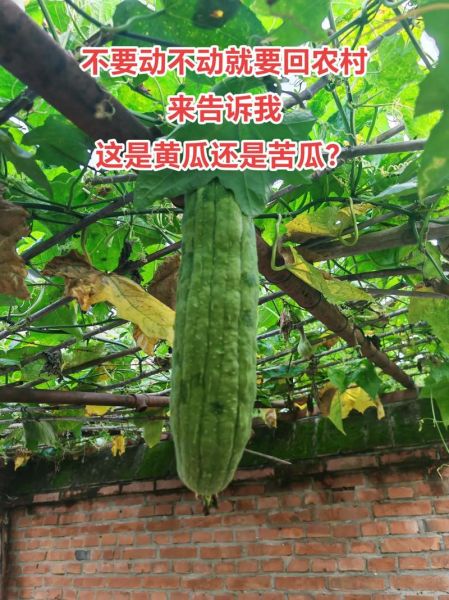 黄瓜和苦瓜的区别_如何挑选新鲜瓜类蔬菜-第1张图片-山城妙识