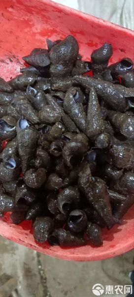 香螺多少钱一斤_香螺价格行情-第2张图片-山城妙识 香螺多少钱一斤_香螺价格行情-第2张图片-山城妙识