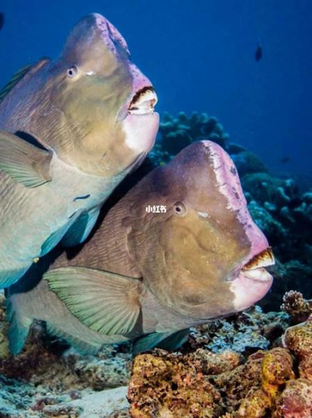 隆头鹦哥鱼怎么养_隆头鹦哥鱼能活多久-第1张图片-山城妙识 隆头鹦哥鱼怎么养_隆头鹦哥鱼能活多久-第1张图片-山城妙识