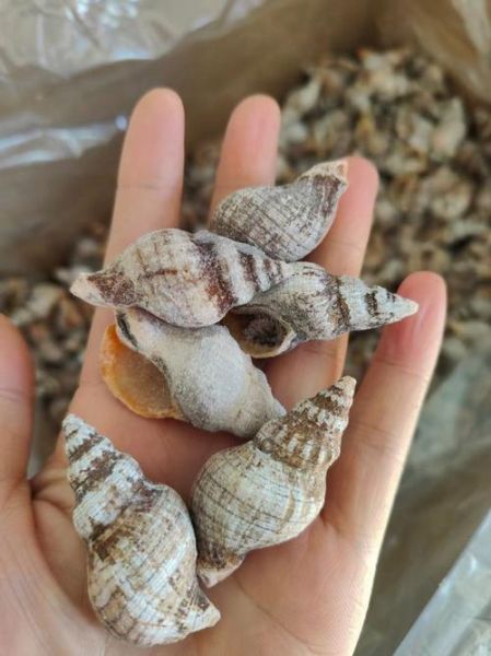 香螺多少钱一斤_香螺价格行情-第1张图片-山城妙识 香螺多少钱一斤_香螺价格行情-第1张图片-山城妙识