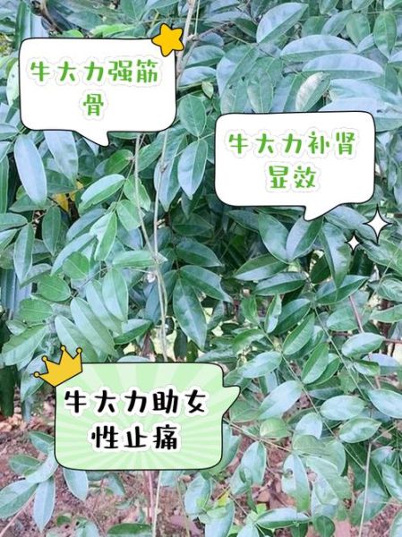 牛大力功效与作用_牛大力禁忌人群-第2张图片-山城妙识