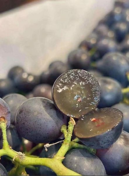 玫瑰香葡萄几月成熟_采摘最佳时间-第3张图片-山城妙识 玫瑰香葡萄几月成熟_采摘最佳时间-第3张图片-山城妙识