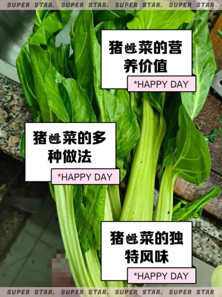 猪乸菜的功效与禁忌_孕妇能吃吗-第1张图片-山城妙识