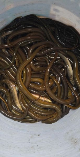 鳝鱼事件真相_鳝鱼还能不能吃-第3张图片-山城妙识