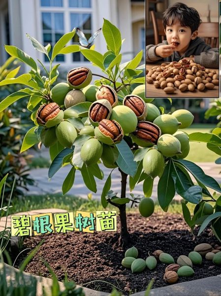 碧根果树适合哪里种植_南方北方都能种吗-第2张图片-山城妙识 碧根果树适合哪里种植_南方北方都能种吗-第2张图片-山城妙识