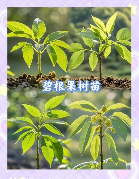 碧根果树适合哪里种植_南方北方都能种吗-第3张图片-山城妙识 碧根果树适合哪里种植_南方北方都能种吗-第3张图片-山城妙识