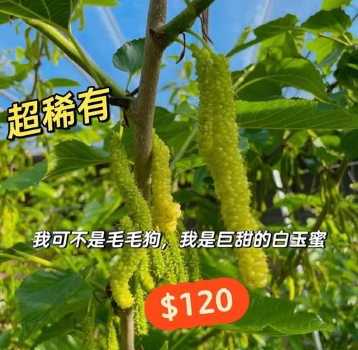 白桑葚图片_白桑葚的功效与作用-第3张图片-山城妙识