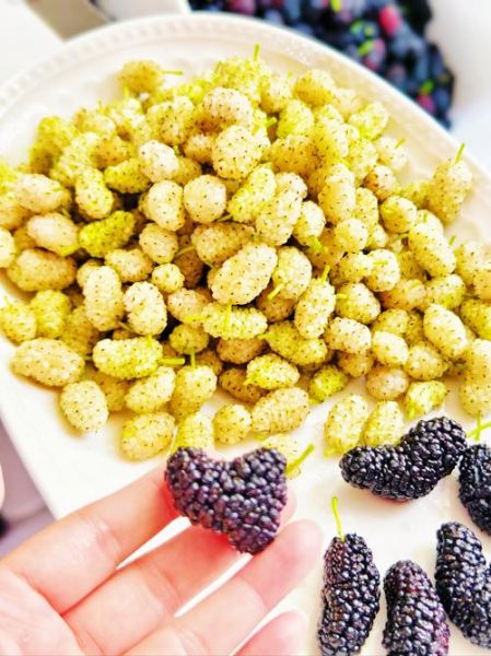 白桑葚图片_白桑葚的功效与作用-第2张图片-山城妙识