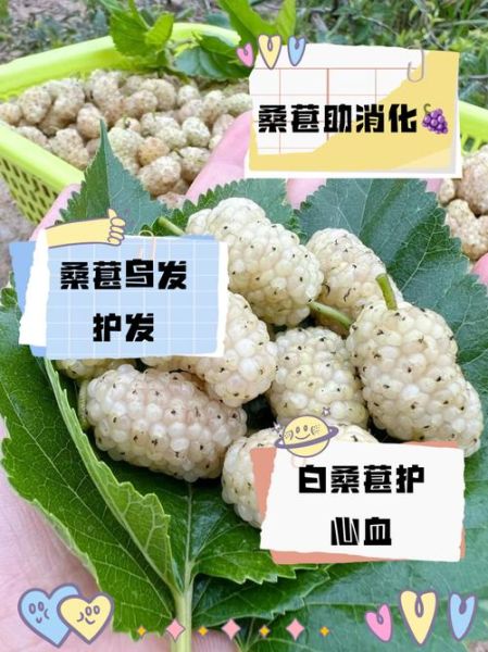 白桑葚图片_白桑葚的功效与作用-第1张图片-山城妙识