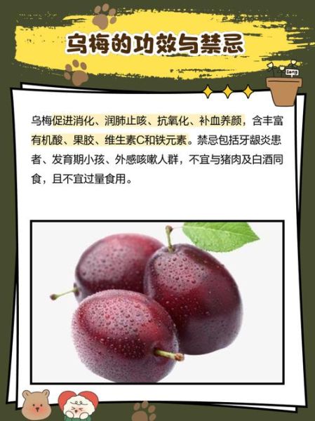 新鲜乌梅的功效与作用_怎么吃最好-第1张图片-山城妙识