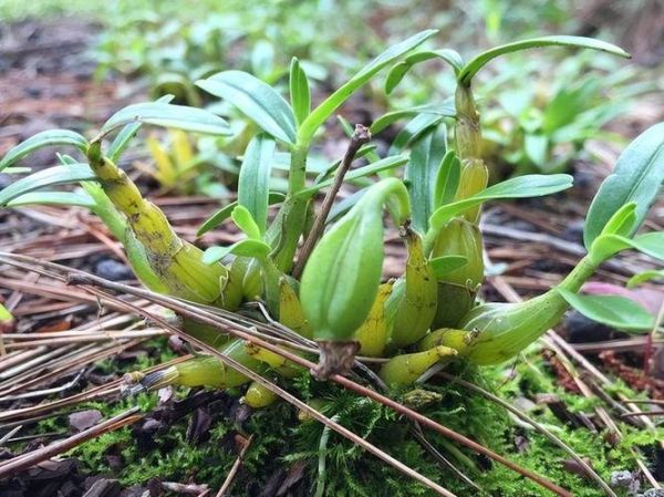 石斛多少钱一斤2021_正宗霍山石斛价格-第3张图片-山城妙识