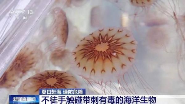 吸血水母有毒吗_被咬后怎么处理-第3张图片-山城妙识