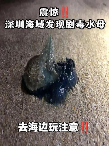 吸血水母有毒吗_被咬后怎么处理-第1张图片-山城妙识