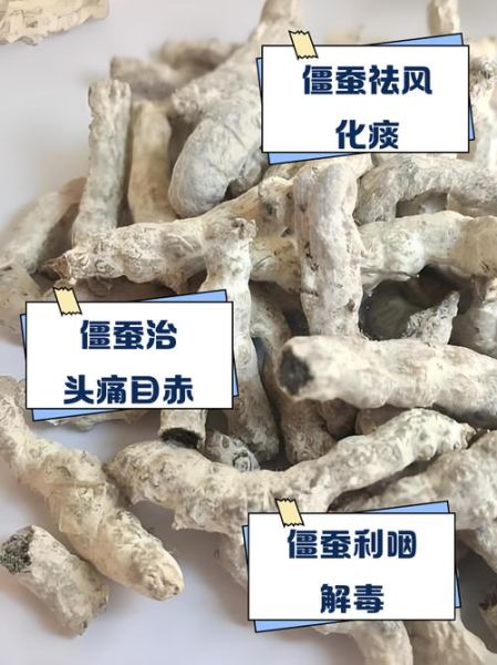 僵蚕的功效与作用_僵蚕能治疗哪些病-第3张图片-山城妙识