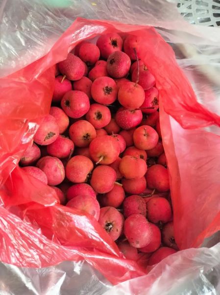 果丹皮名字的由来_果丹皮为什么叫果丹皮-第3张图片-山城妙识