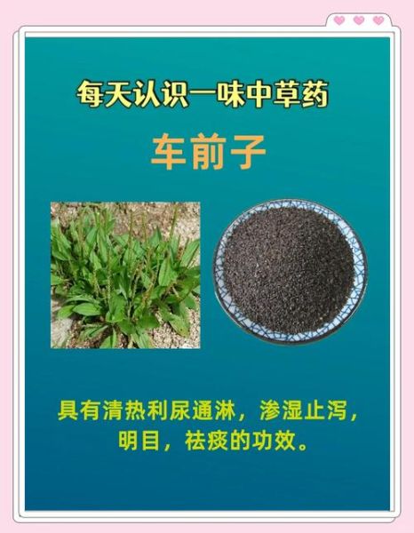 车前子图片大全_如何辨别真假车前子-第1张图片-山城妙识