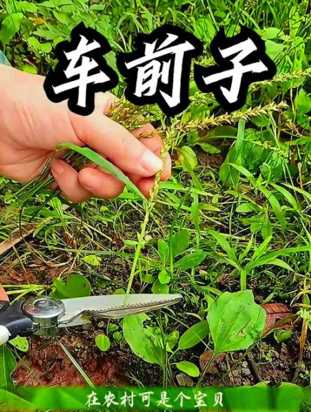车前子图片大全_如何辨别真假车前子-第2张图片-山城妙识