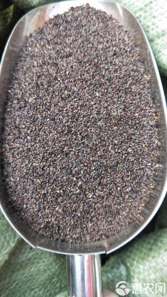 车前子图片大全_如何辨别真假车前子-第3张图片-山城妙识