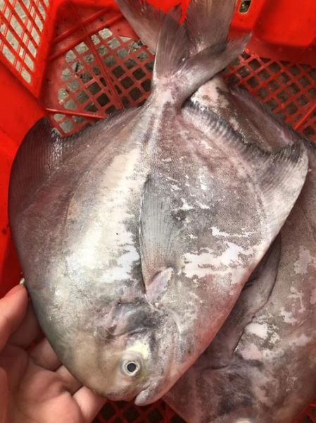 斗鲳鱼和白鲳鱼的区别_哪个更好吃-第3张图片-山城妙识