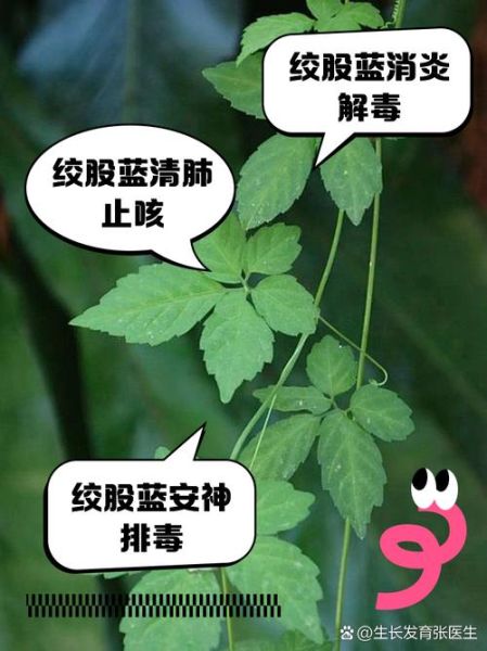 绞股蓝多少钱一斤_绞股蓝价格影响因素-第3张图片-山城妙识