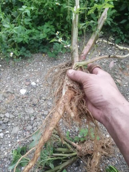 野苋菜根煮水喝的功效与作用_野苋菜根水能天天喝吗-第3张图片-山城妙识 野苋菜根煮水喝的功效与作用_野苋菜根水能天天喝吗-第3张图片-山城妙识