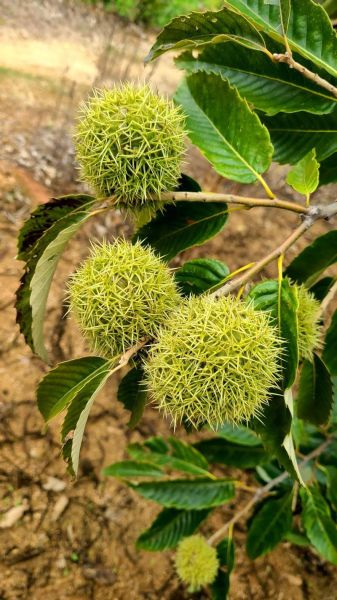 生板栗和熟板栗哪个补肾_怎么吃最养肾-第2张图片-山城妙识 生板栗和熟板栗哪个补肾_怎么吃最养肾-第2张图片-山城妙识