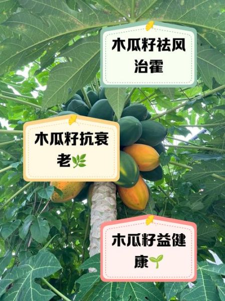 木瓜的籽能吃吗_木瓜籽的功效与禁忌-第1张图片-山城妙识