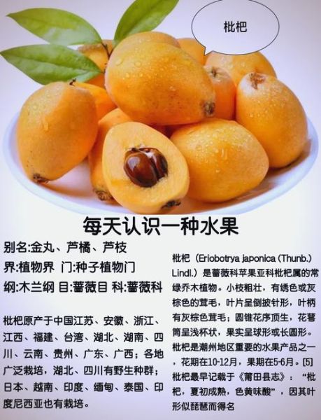 野枇杷果的功效与禁忌_哪些人不能吃-第1张图片-山城妙识