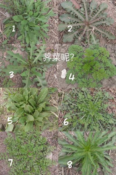 跟荠菜很像的有毒野菜有哪些_如何一眼区分-第1张图片-山城妙识