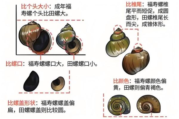 哪些螺不能吃_有毒螺类识别方法-第2张图片-山城妙识 哪些螺不能吃_有毒螺类识别方法-第2张图片-山城妙识