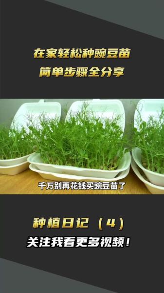 豌豆发芽了怎么种植_豌豆苗移栽方法-第1张图片-山城妙识 豌豆发芽了怎么种植_豌豆苗移栽方法-第1张图片-山城妙识