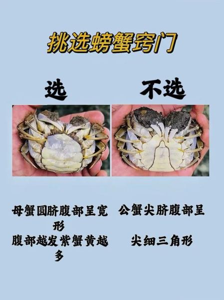海鲜种类有哪些_海鲜怎么挑选才新鲜-第2张图片-山城妙识