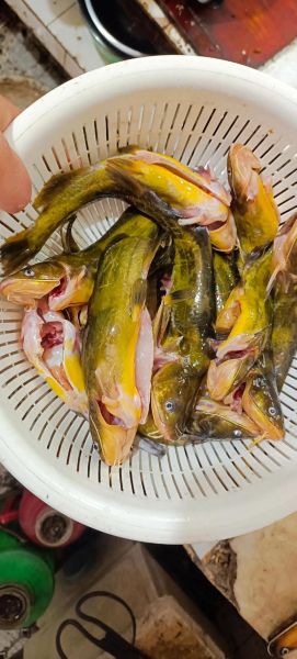 小黄鱼刺多吗_适合宝宝吃吗-第2张图片-山城妙识 小黄鱼刺多吗_适合宝宝吃吗-第2张图片-山城妙识