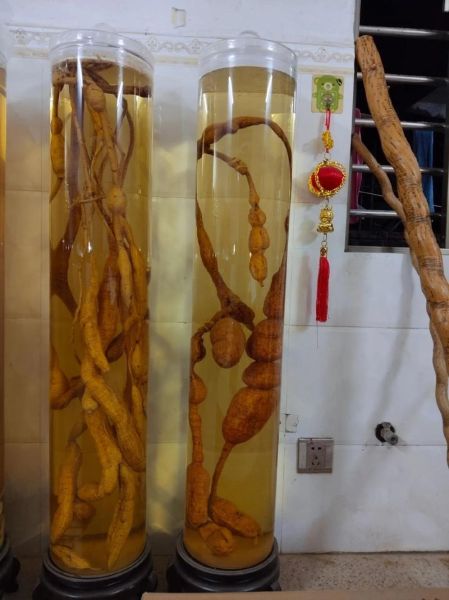 牛大力泡酒配方_牛大力泡酒比例是多少-第3张图片-山城妙识 牛大力泡酒配方_牛大力泡酒比例是多少-第3张图片-山城妙识