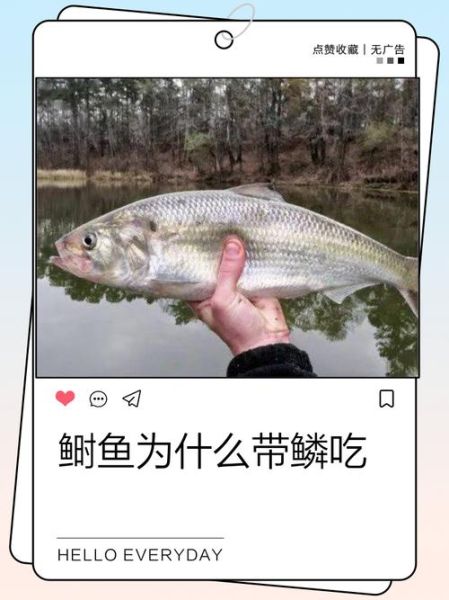 鲥鱼为什么带鳞吃_鲥鱼不去鳞的做法-第1张图片-山城妙识