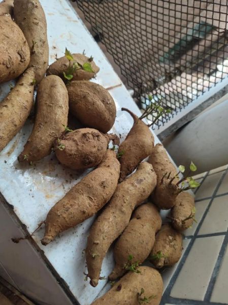 红苕怎么保存不发芽_红苕发芽了还能吃吗-第2张图片-山城妙识 红苕怎么保存不发芽_红苕发芽了还能吃吗-第2张图片-山城妙识