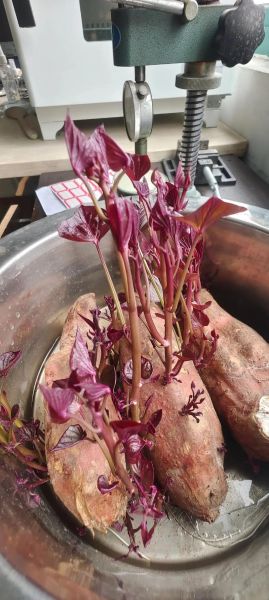 红苕怎么保存不发芽_红苕发芽了还能吃吗-第3张图片-山城妙识 红苕怎么保存不发芽_红苕发芽了还能吃吗-第3张图片-山城妙识