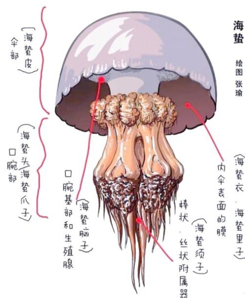 水母和海蜇是一样的吗_海蜇和水母区别-第1张图片-山城妙识 水母和海蜇是一样的吗_海蜇和水母区别-第1张图片-山城妙识